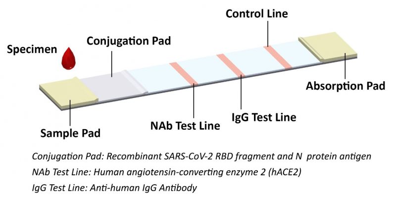 COVID-19 Neutralizing Antibody Test Kit - JOYSBIO Biotechnology
